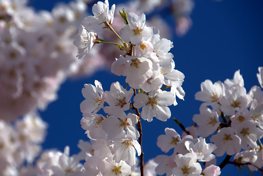 Best Places to view Cherry Blossoms in Washington DC