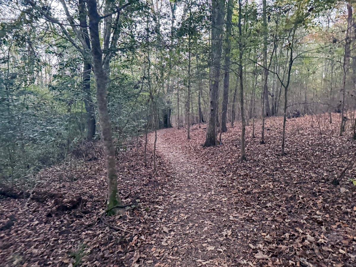 14 Top Things to Do in Congaree National Park