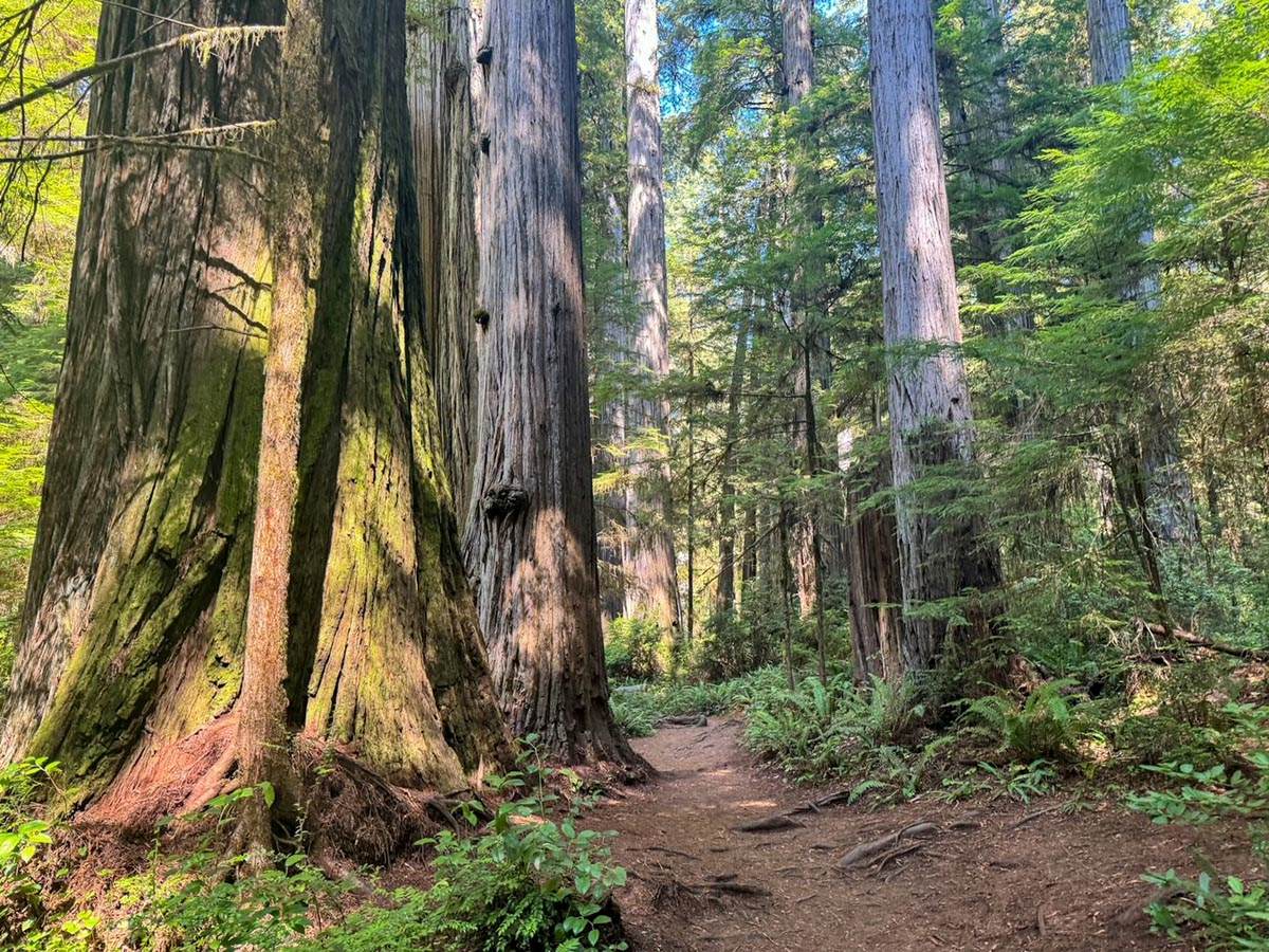 11 Must Hike Trails: Redwood National Park