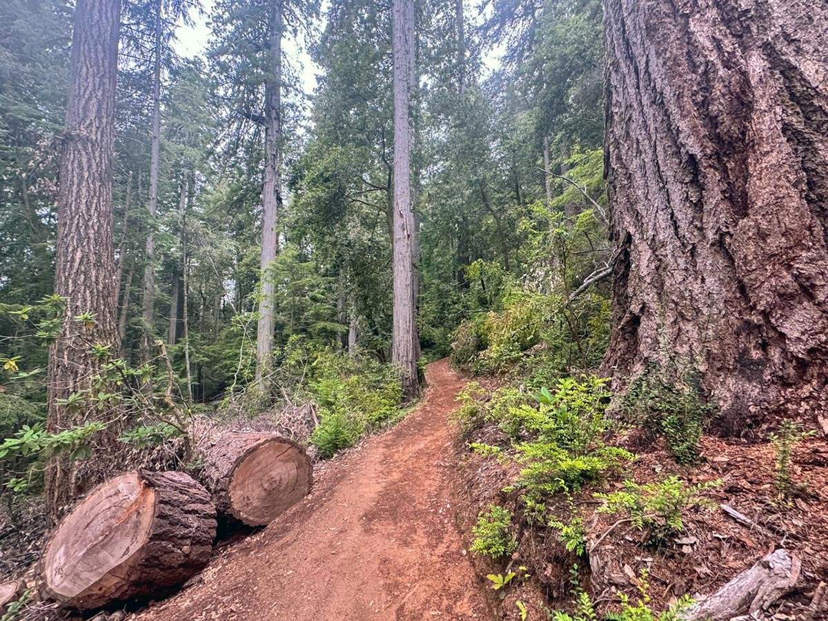 Tall Trees Trail Guide: Redwood National Park