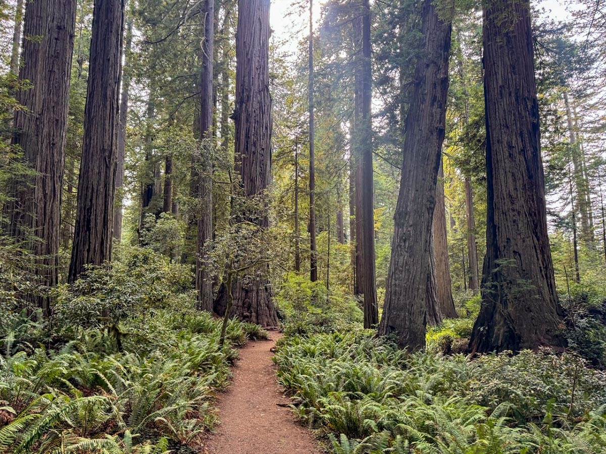 11 Must Hike Trails: Redwood National Park