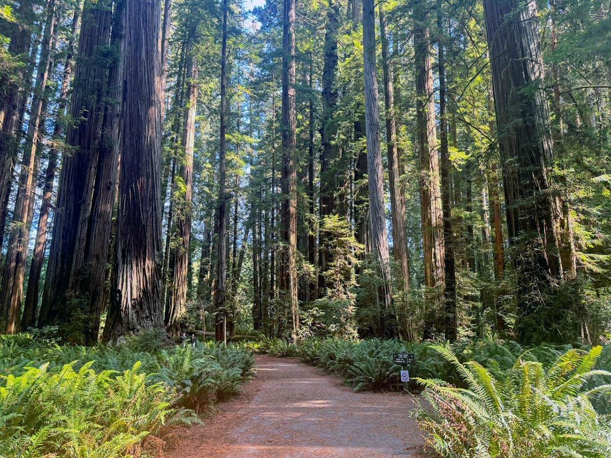11 Must Hike Trails: Redwood National Park