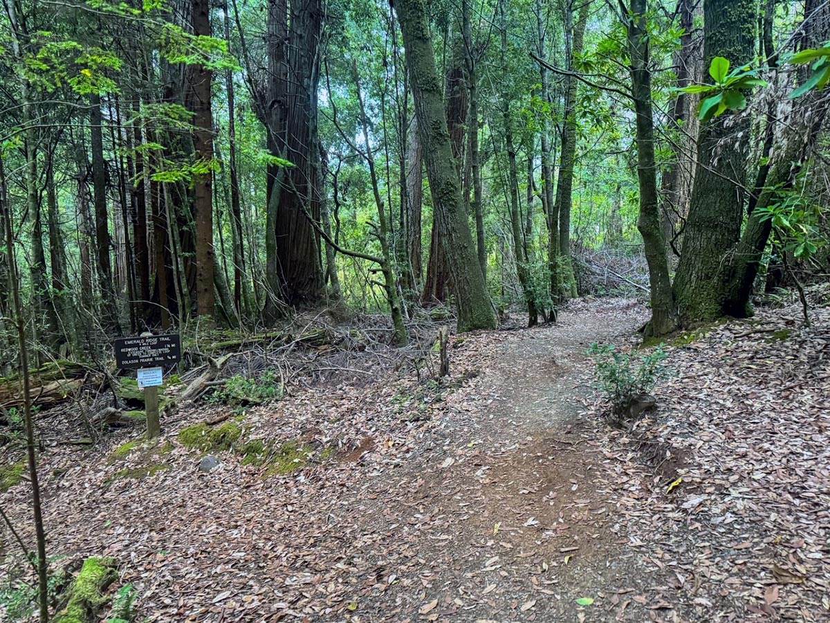 Tall Trees Trail Guide: Redwood National Park