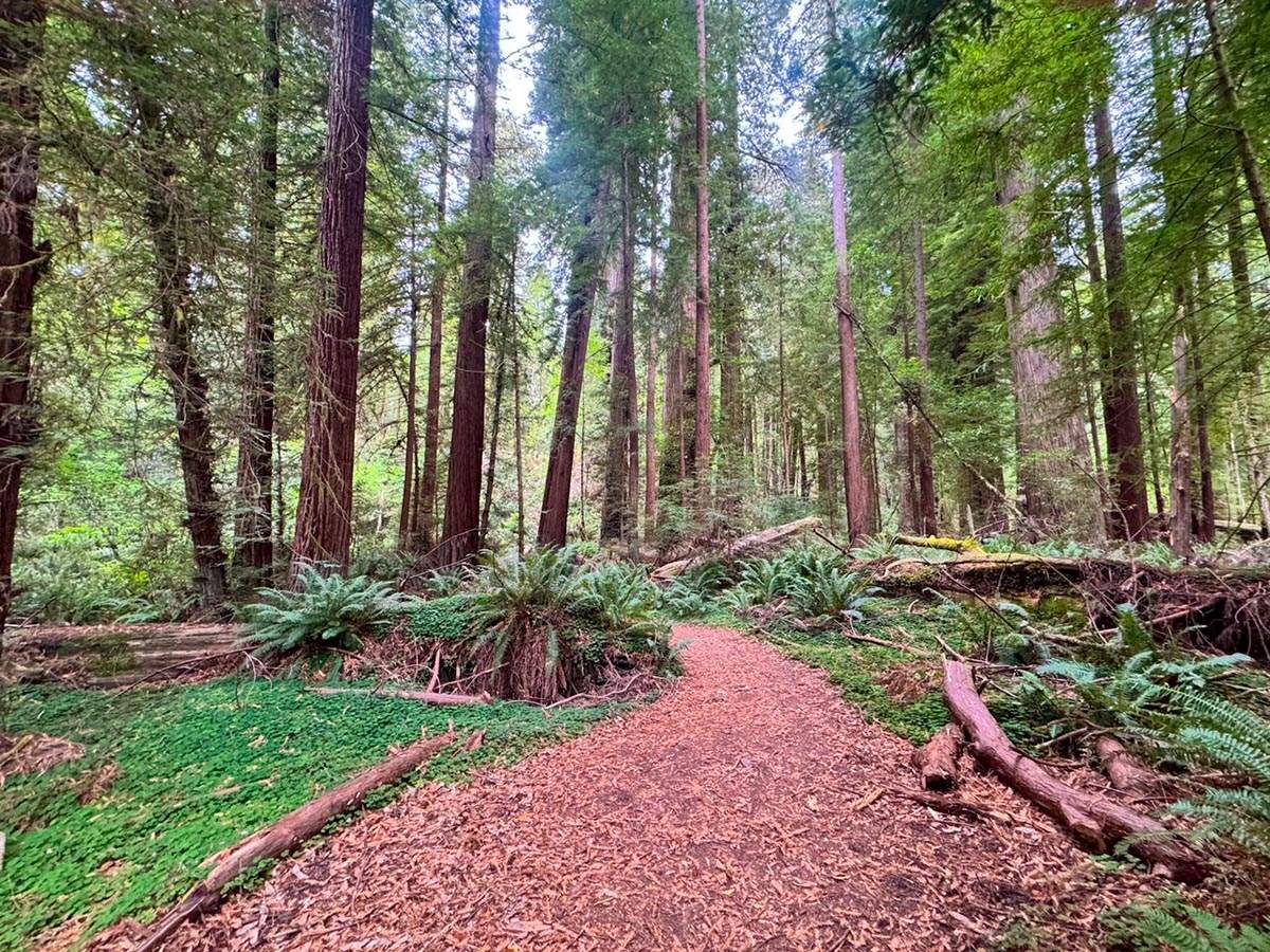Tall Trees Trail Guide: Redwood National Park